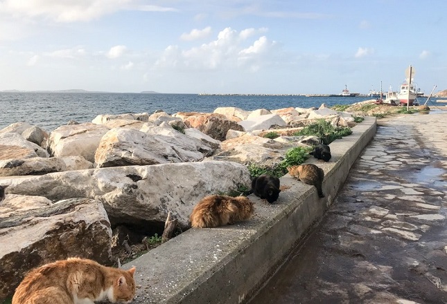«Save the cats of Naxos»: Καταμέτρηση των αδέσποτων γατιών και των ...