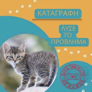 «Save the cats of Naxos»: Καταμέτρηση των αδέσποτων γατιών και των ...